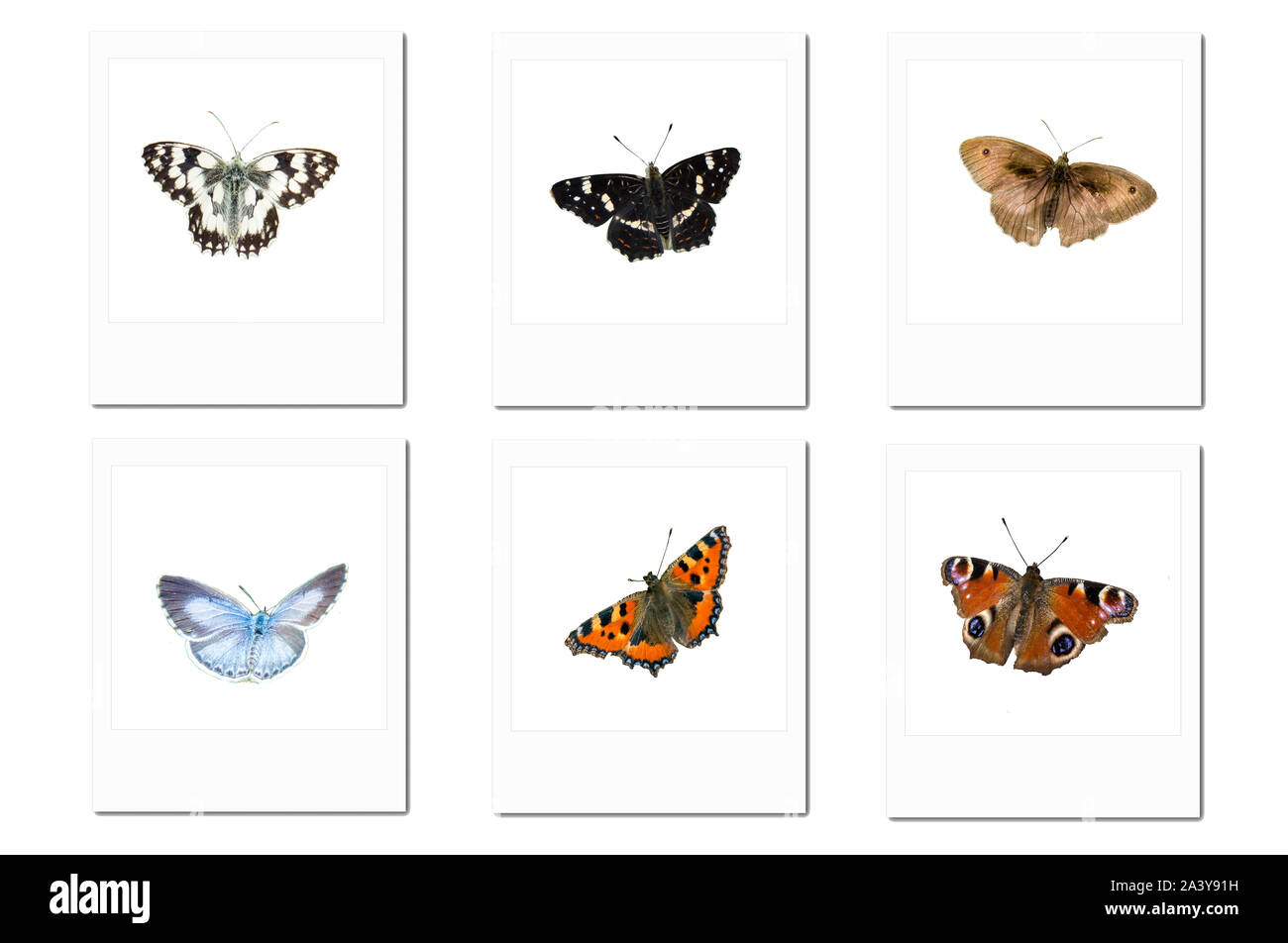 Many butterfly species isolated Stock Photo - Alamy