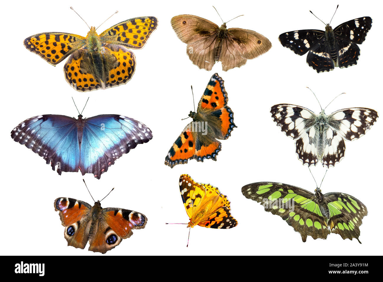 Butterflies Species
