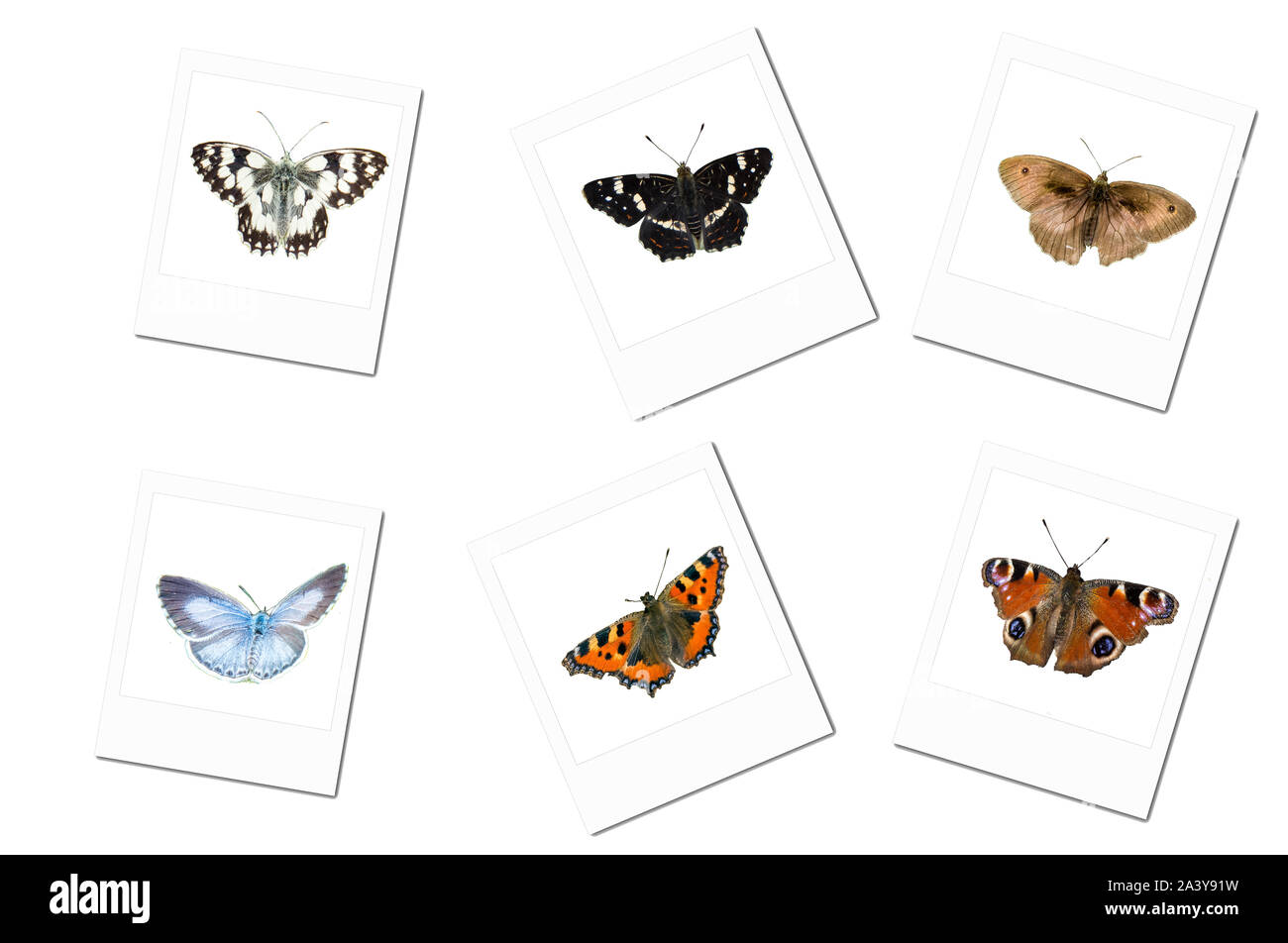 Polaroid photos of butterflies Stock Photo - Alamy