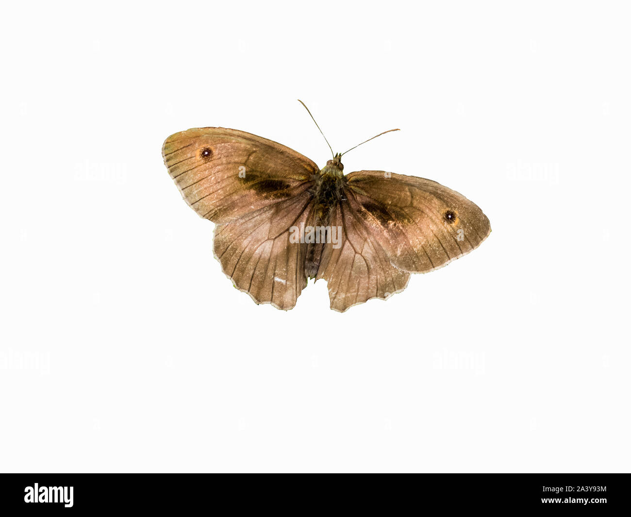 Big eye moth Cut Out Stock Images & Pictures - Alamy