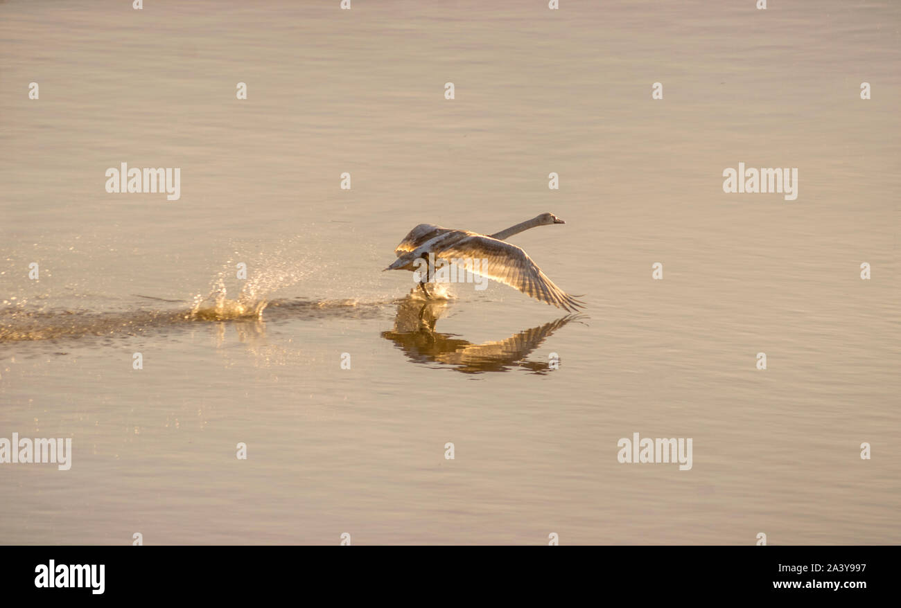 swan taking off Stock Photo - Alamy
