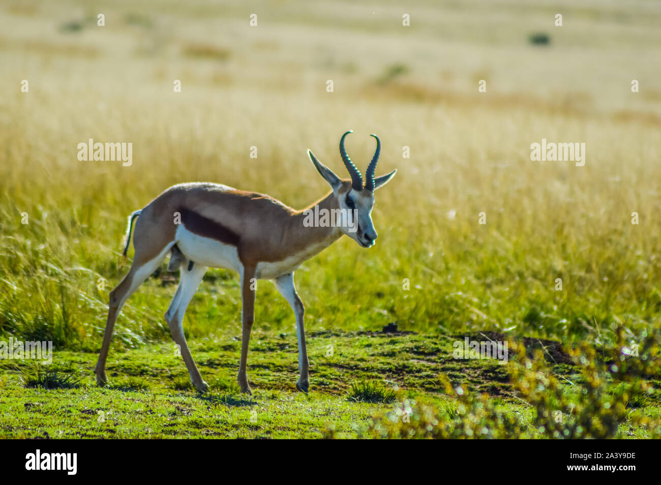 Portrait of an Isolated springbok national animal of South Africa Stock ...