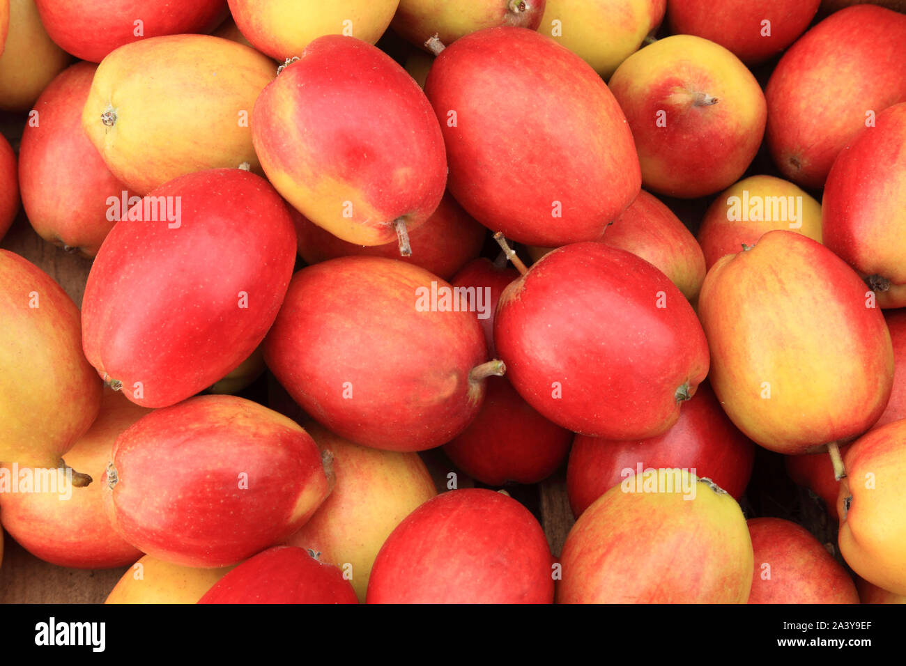 Apple 'Oaken Pin', apples, eating apples, eaters, healthy eating, Malus ...