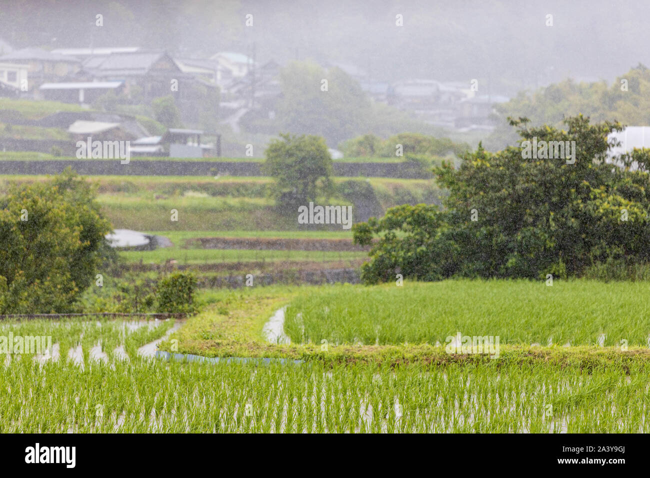 Hard rain falls on rice field in Japanese countryside Stock Photo - Alamy