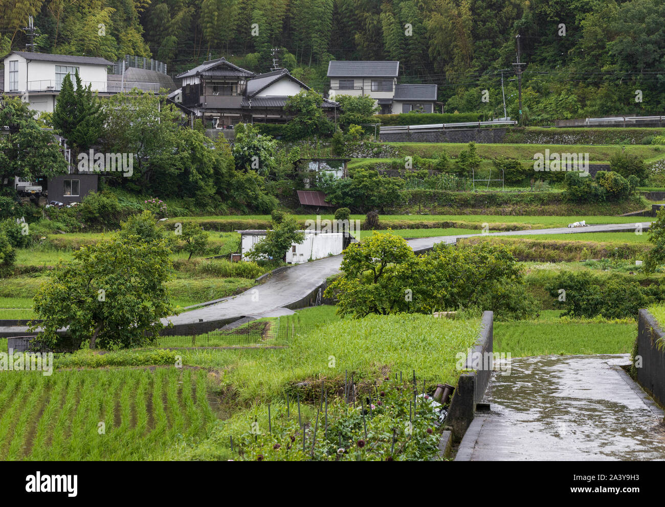Wet roads run through rice fields next to small town in Japanese ...