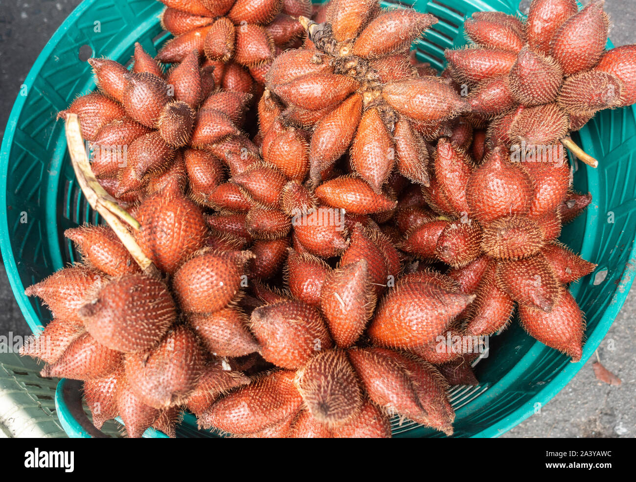 Snake on display hi-res stock photography and images - Alamy