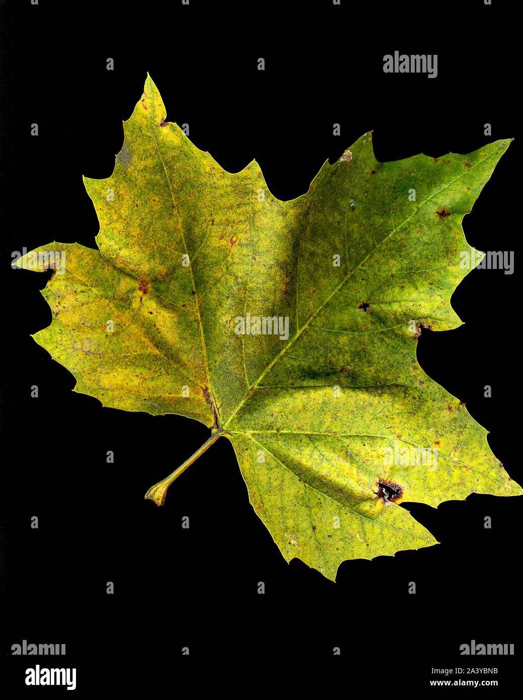 Leaf of London Plane Tree Stock Photo - Alamy
