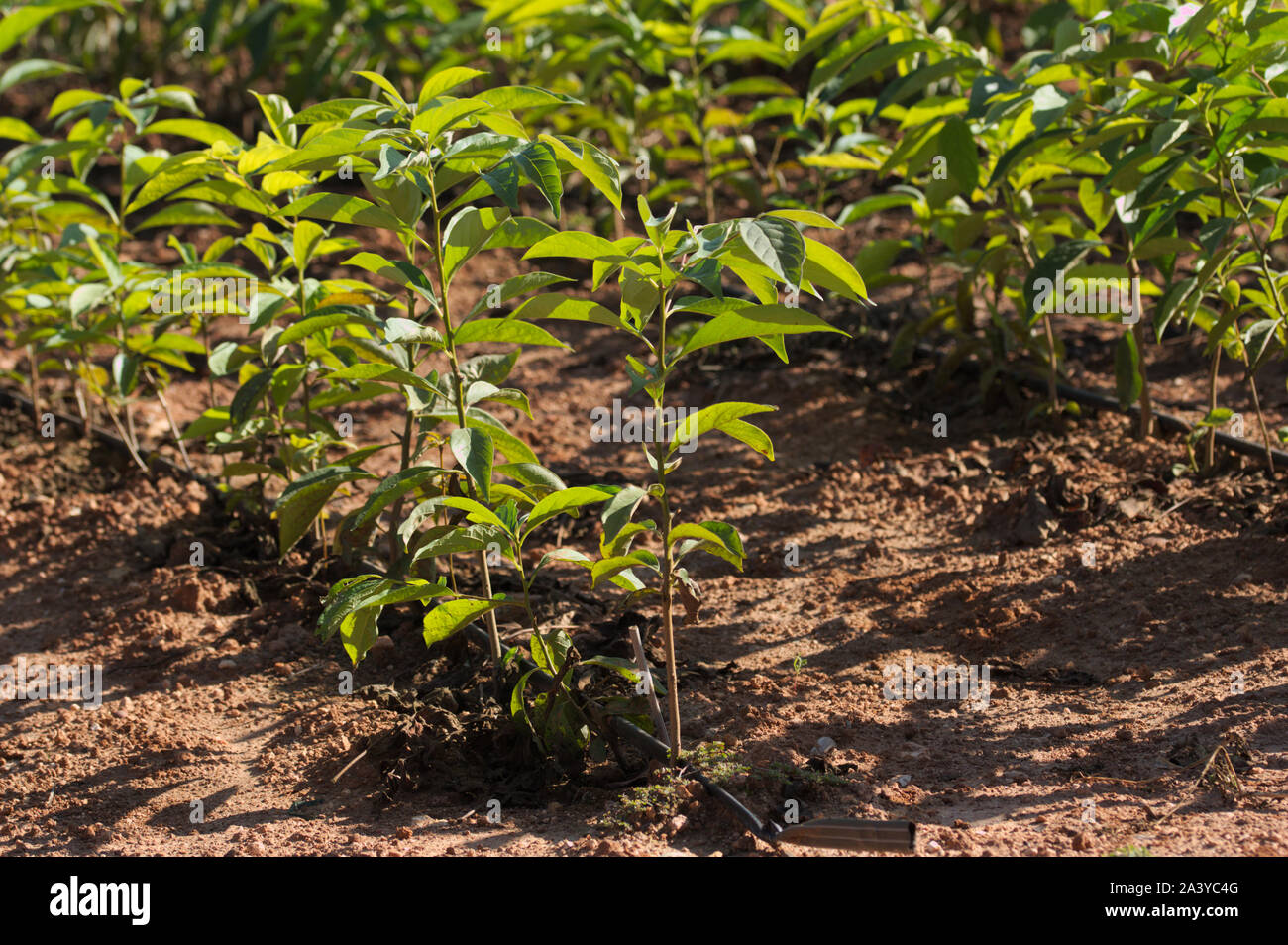 Persimmon tree sapling hi-res stock photography and images - Alamy