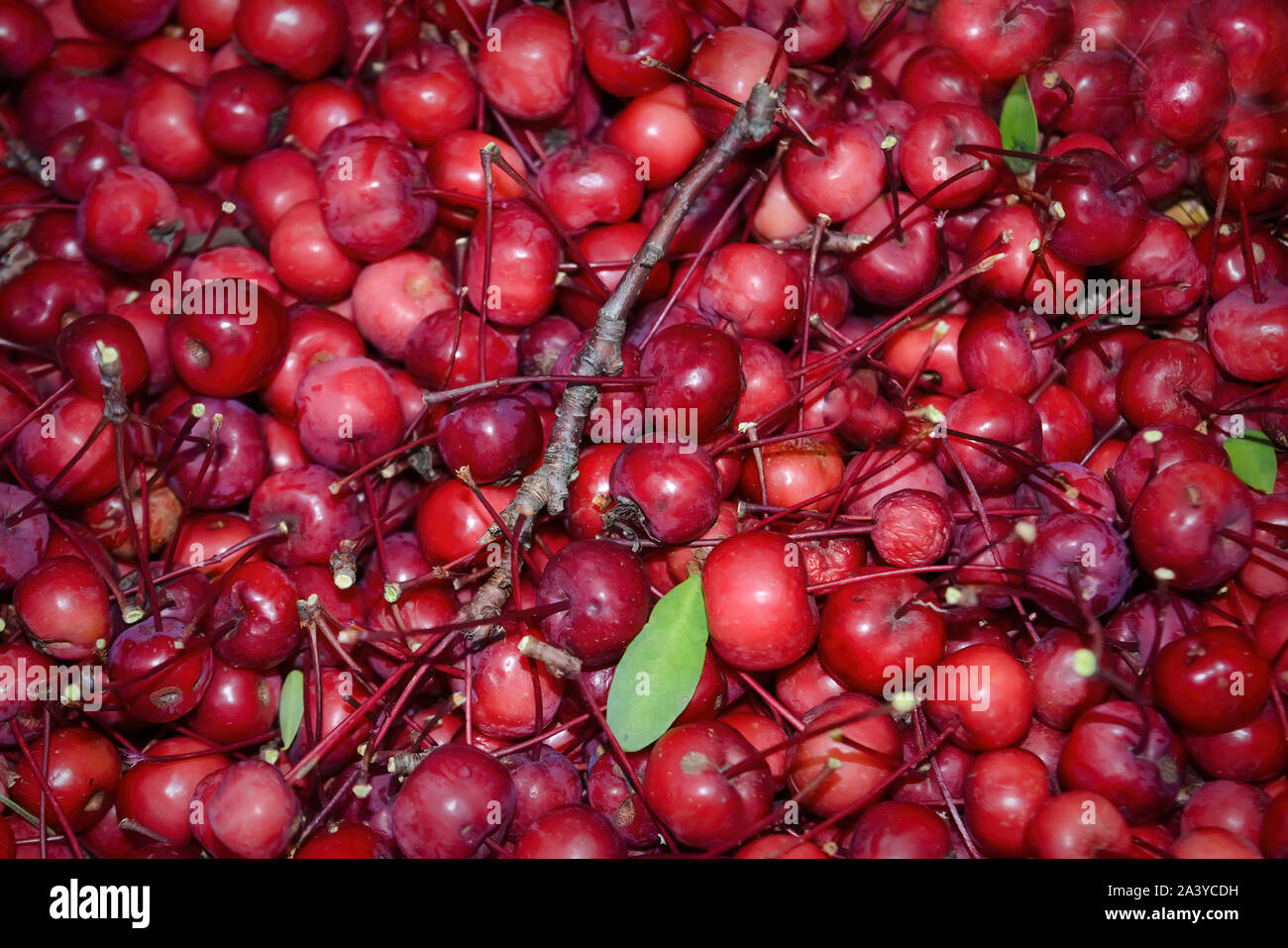 Malus small red fruits hi-res stock photography and images - Alamy