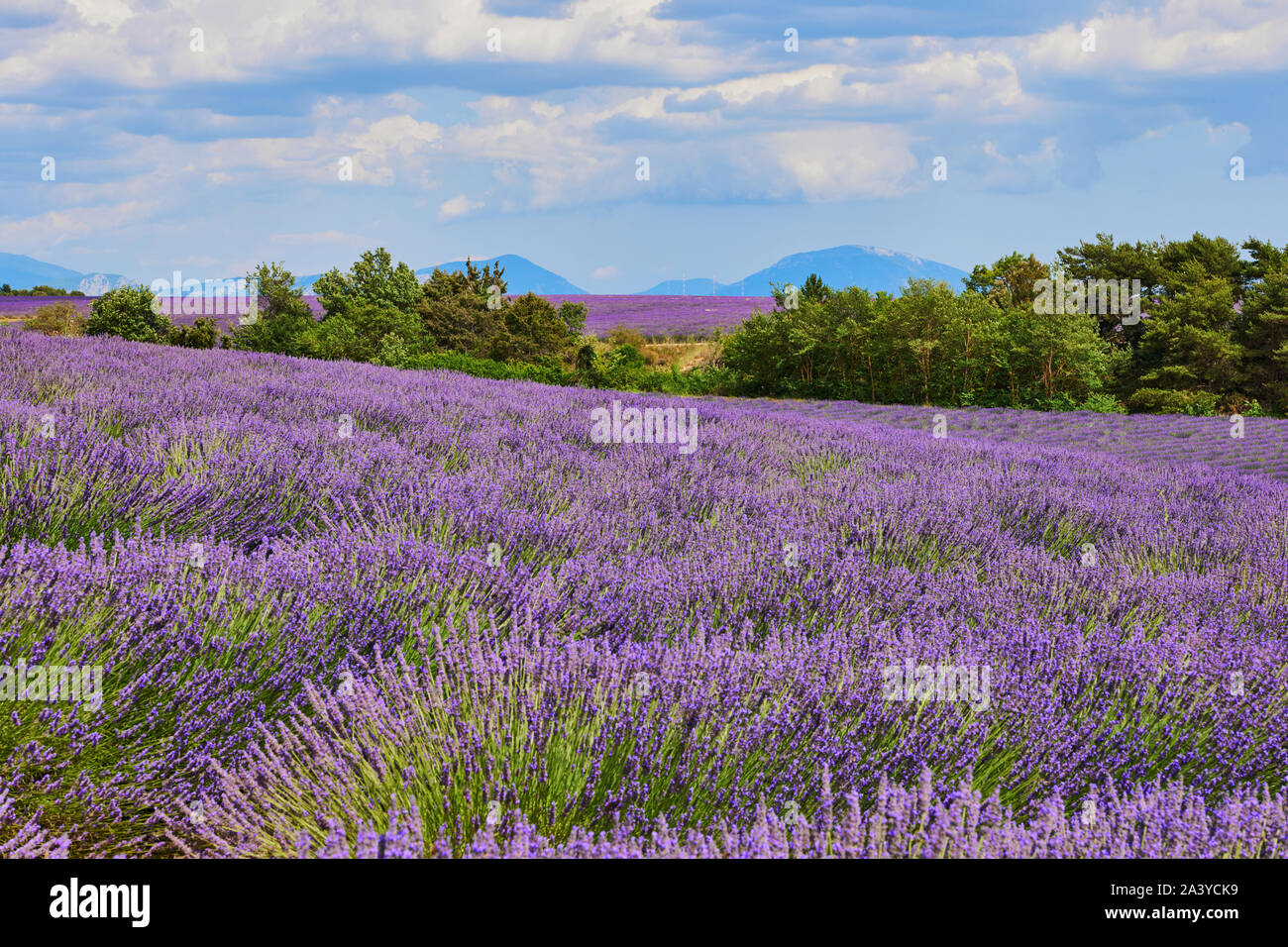 Provence landscape photographed vertically, with lavender, trees and a ...