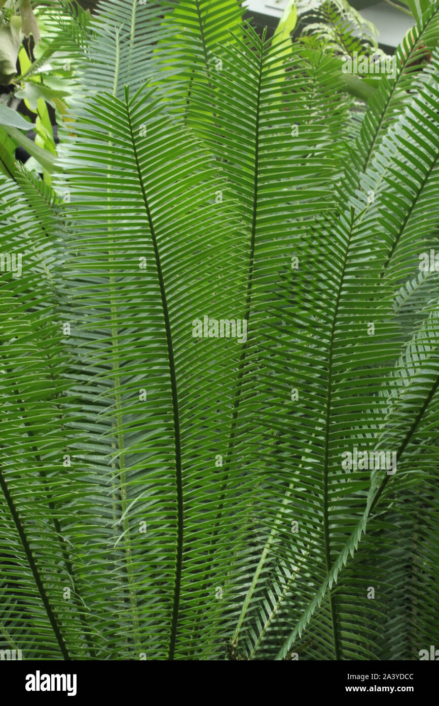 Straight leaves hi-res stock photography and images - Alamy