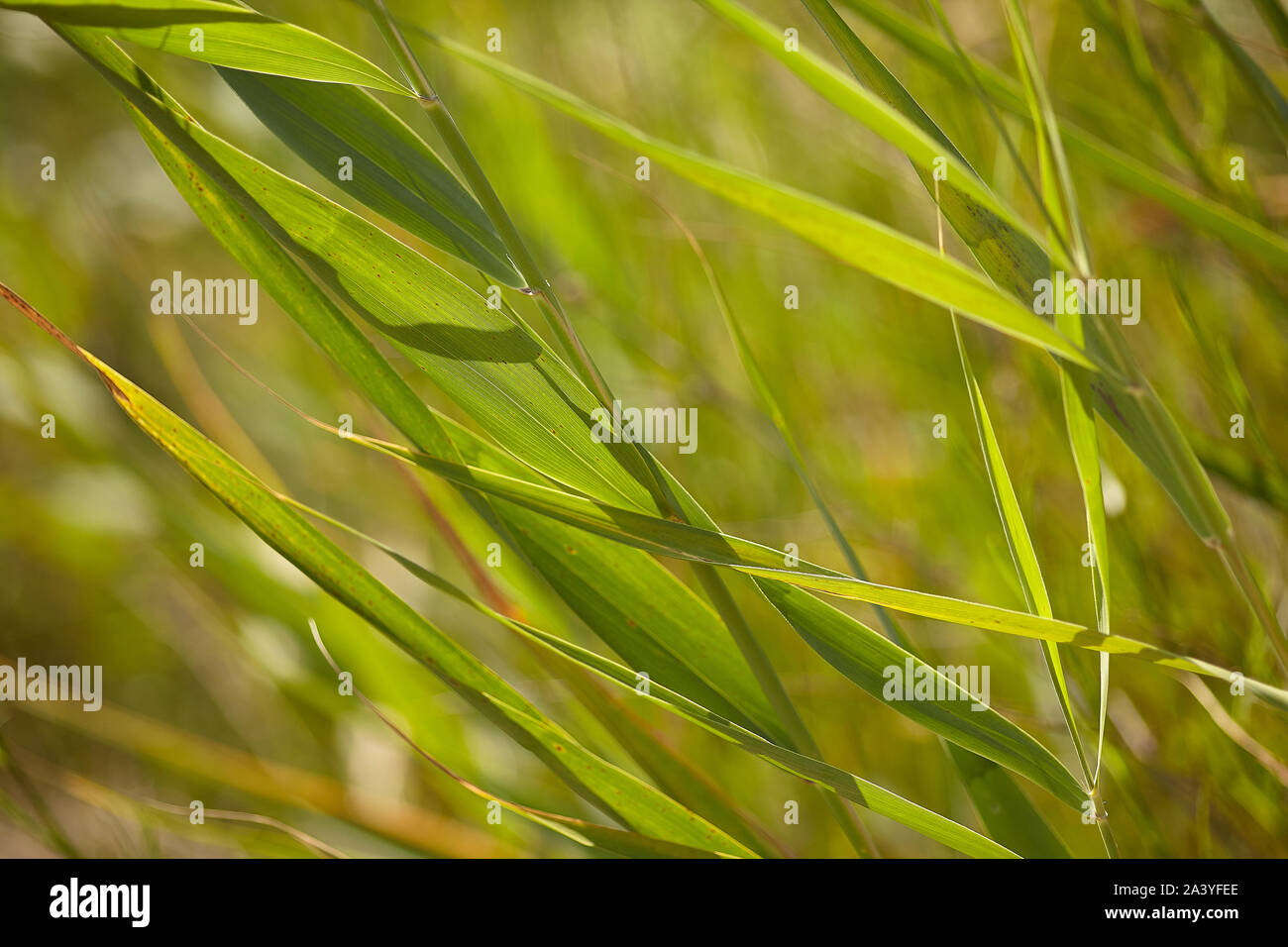 3 blades of grass hi-res stock photography and images - Alamy