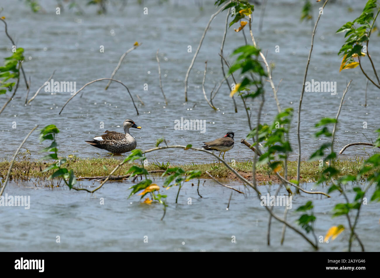 Natural habitat of Water birds or aquatic birds are species of birds ...