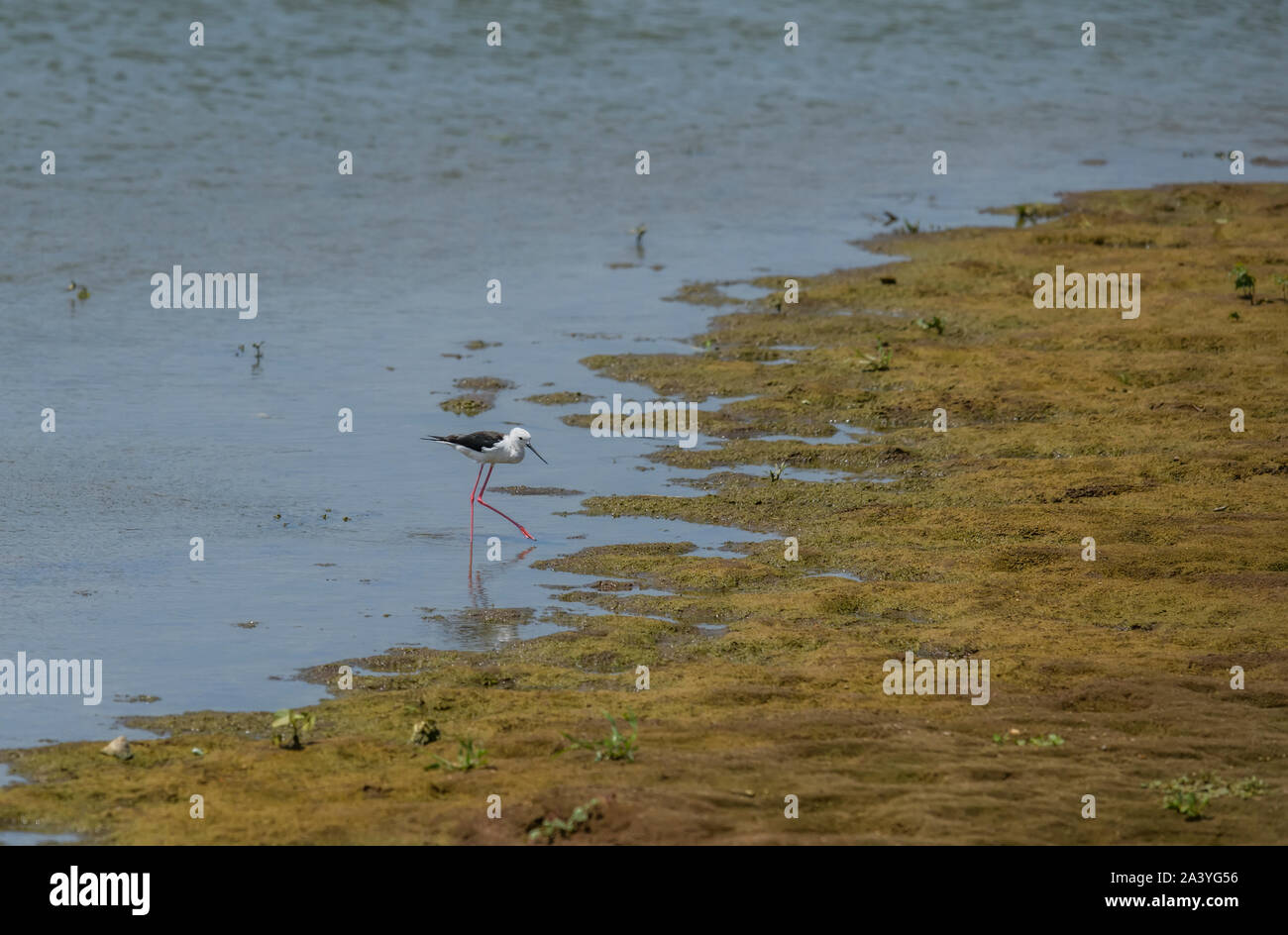 Natural habitat of Water birds or aquatic birds are species of birds ...