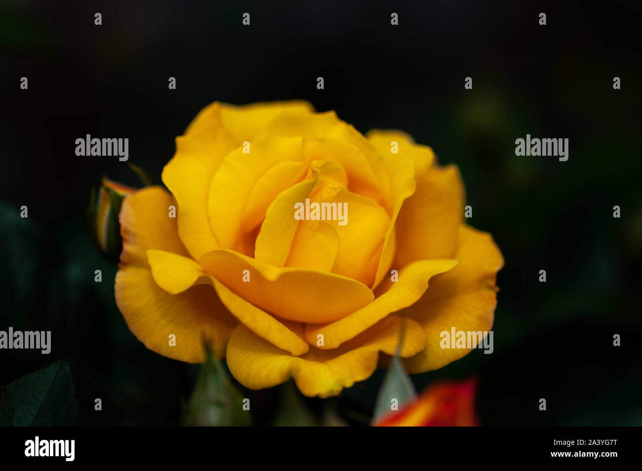 Yellow roses meaning Bright, cheerful and joyful create warm feelings ...