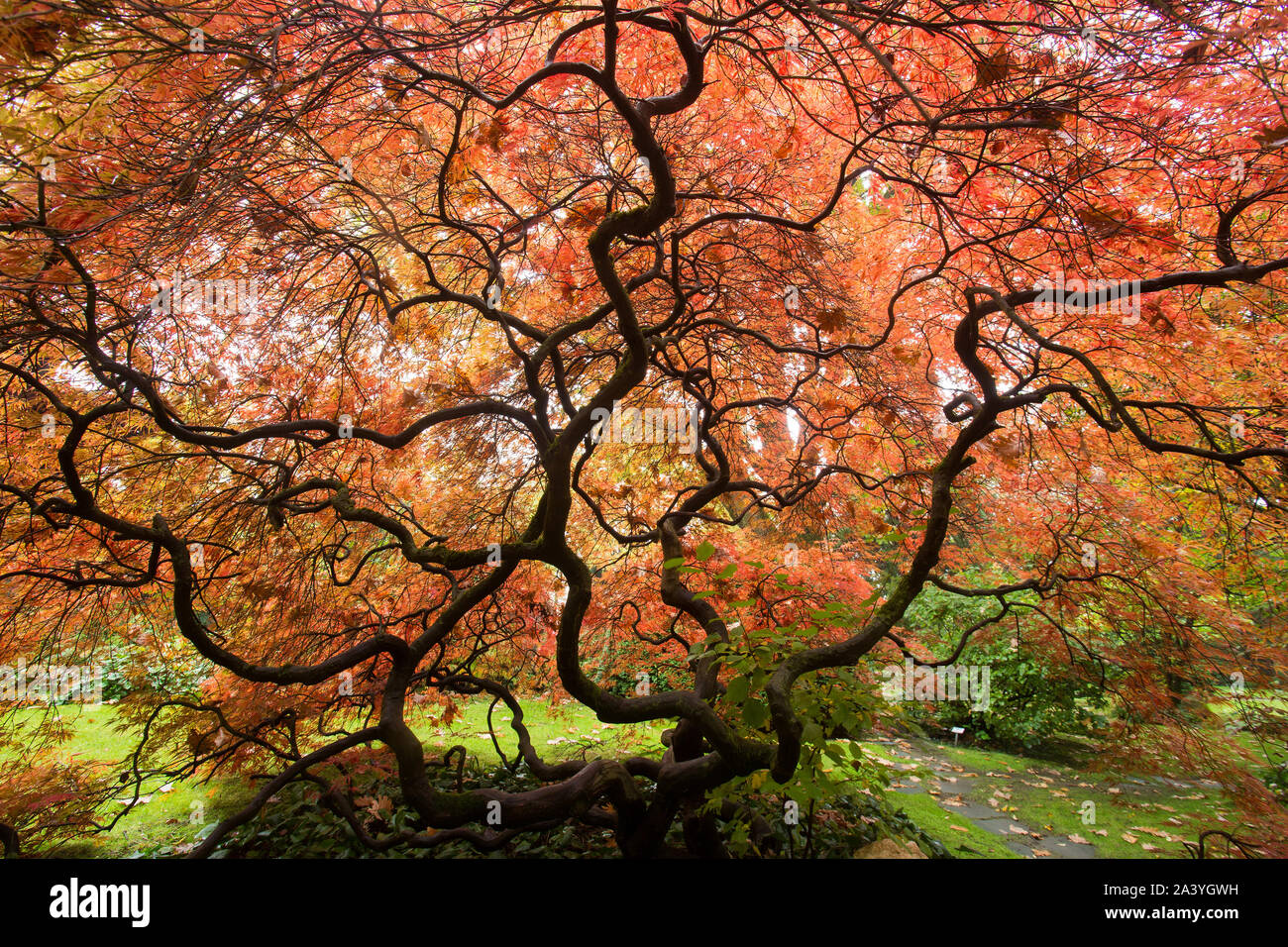 Orange japanese maple tree in Japanese garden in Leverkusen. Germany ...