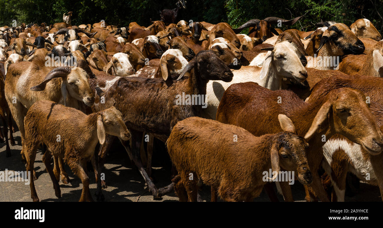 group of sheep and Goats in Indian village Stock Photo - Alamy