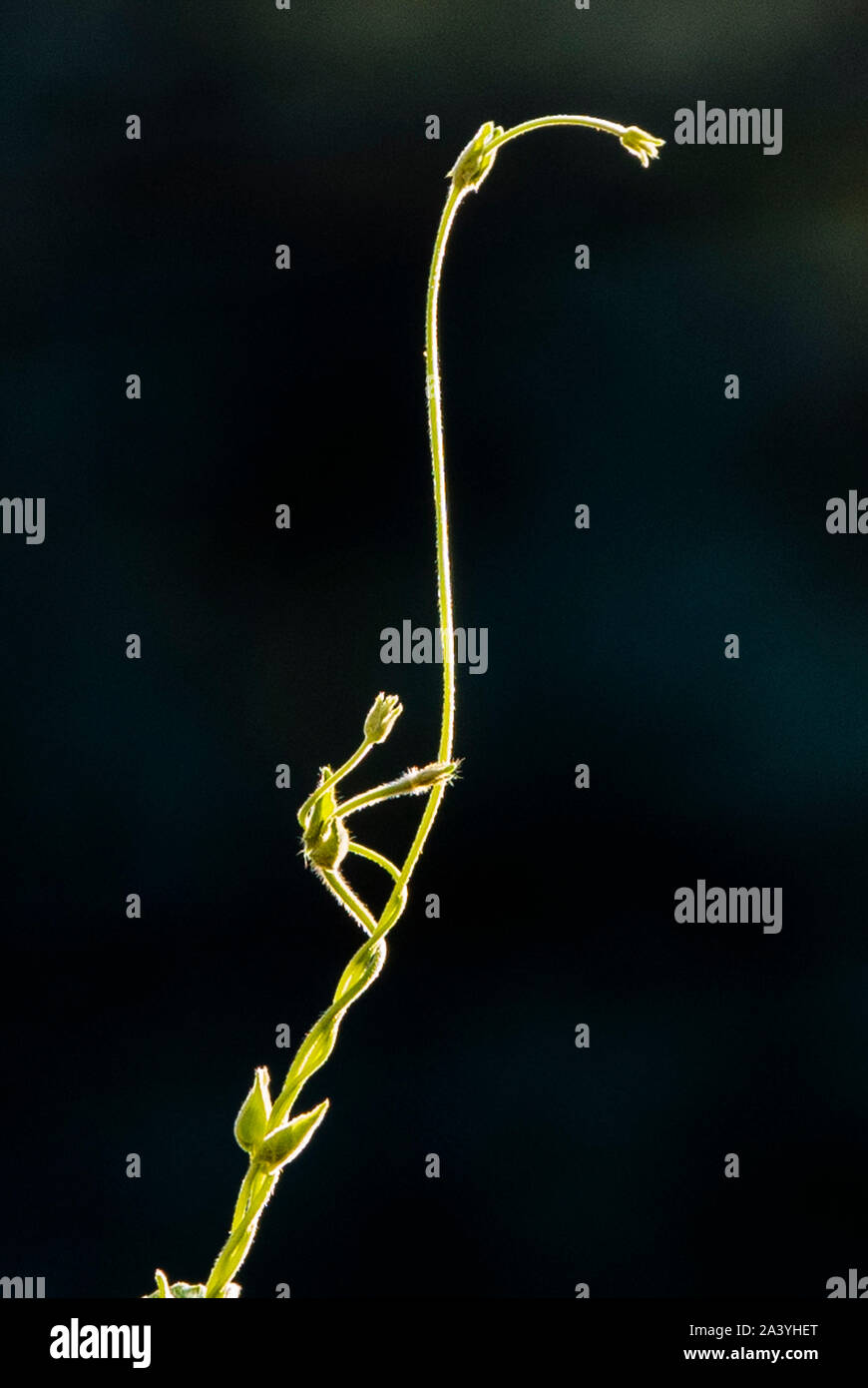 Curves and twists hi-res stock photography and images - Alamy