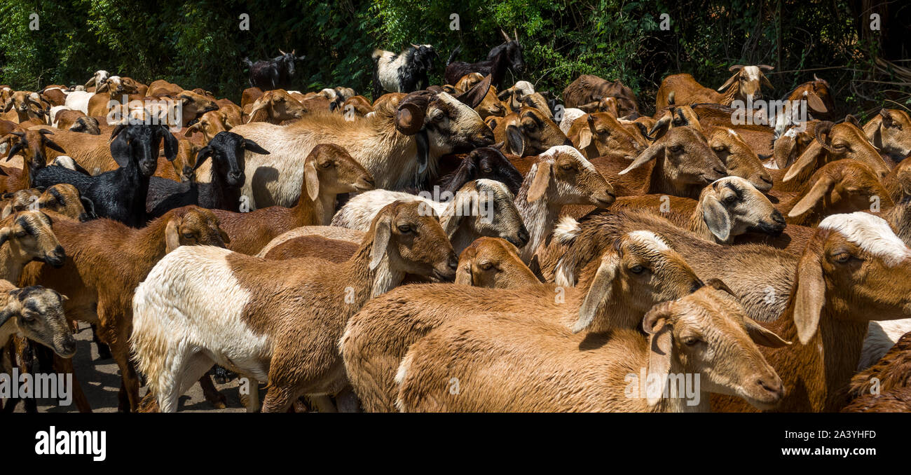 group of sheep and Goats in Indian village Stock Photo - Alamy