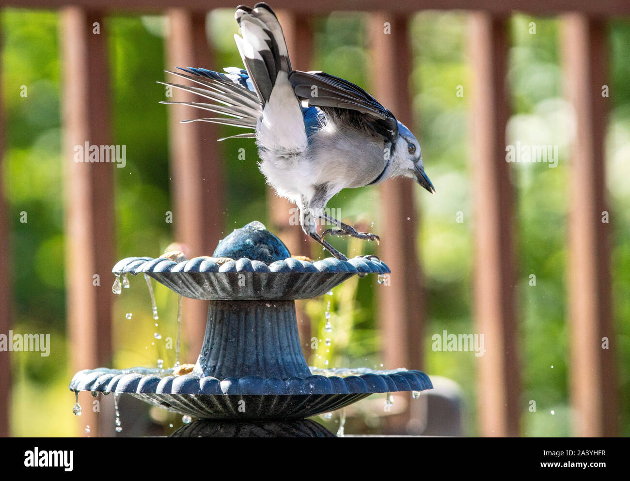 Dropped my nut hi-res stock photography and images - Alamy