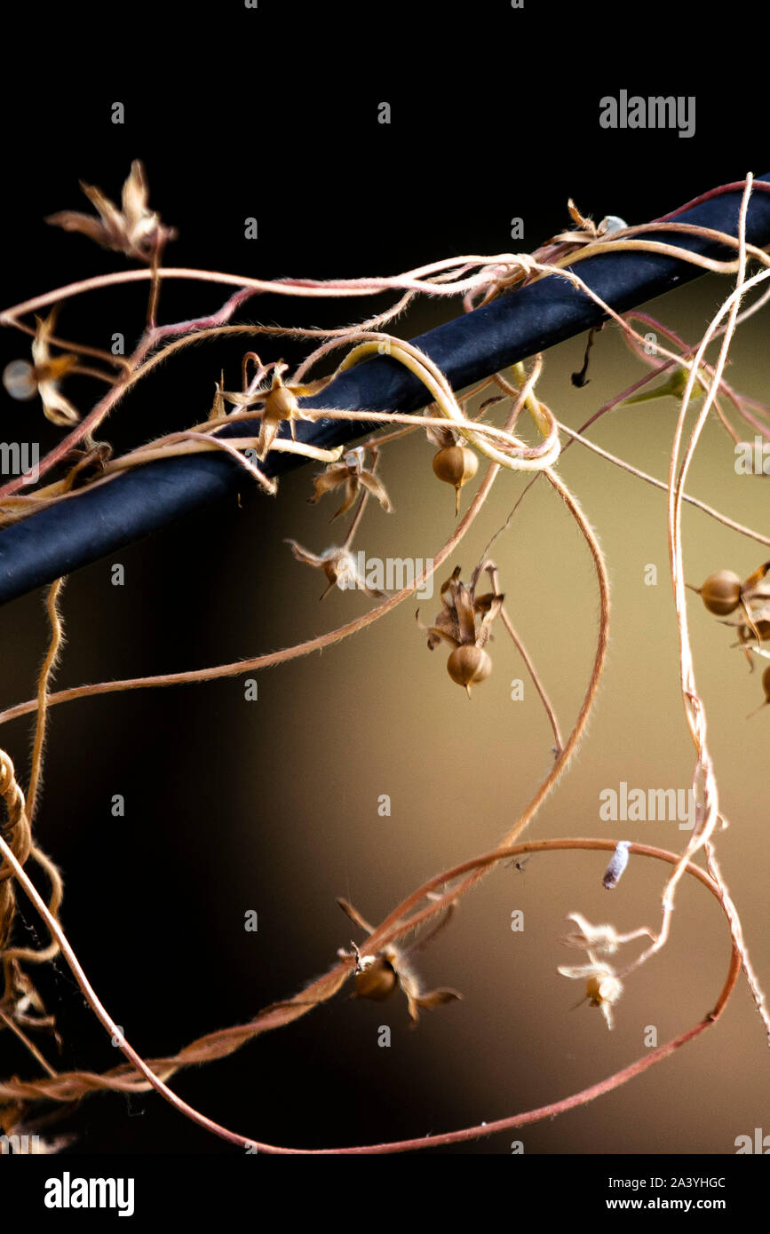 Tangle wood hi-res stock photography and images - Alamy