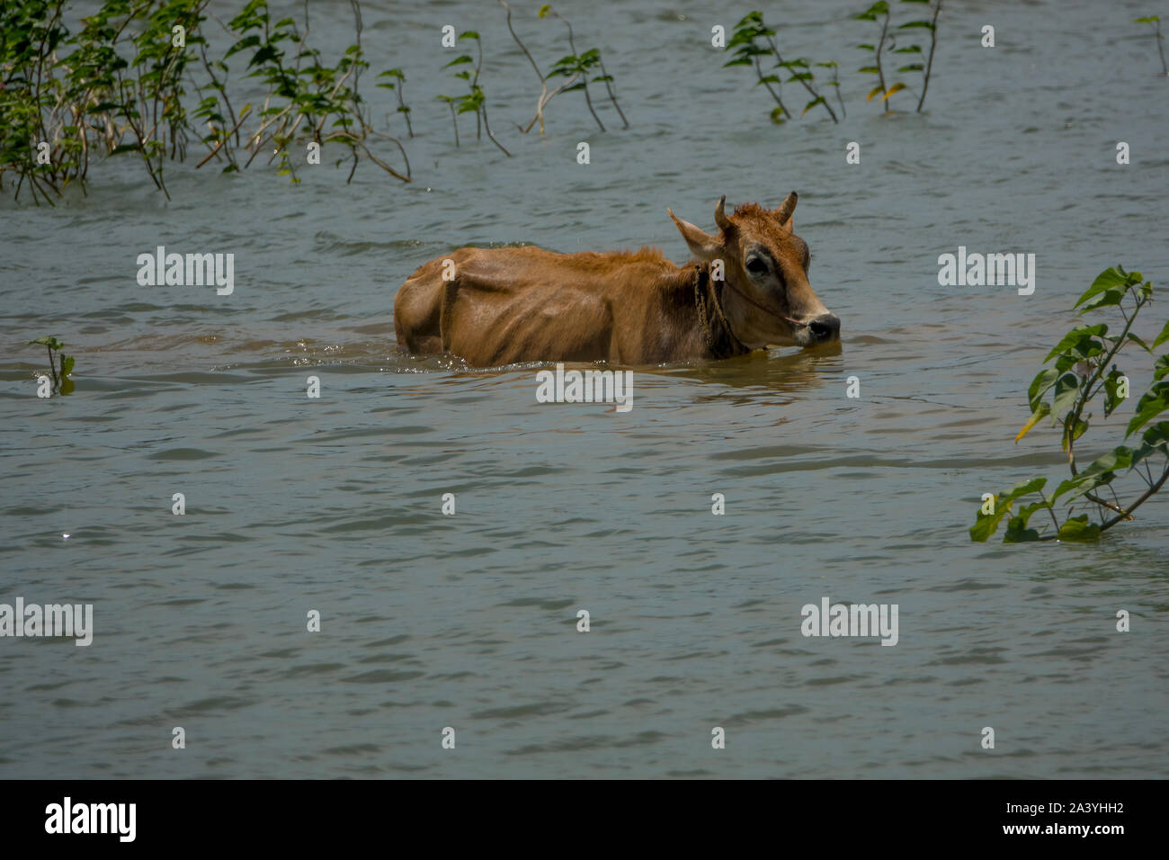 Indian monsoon flood hi-res stock photography and images - Alamy
