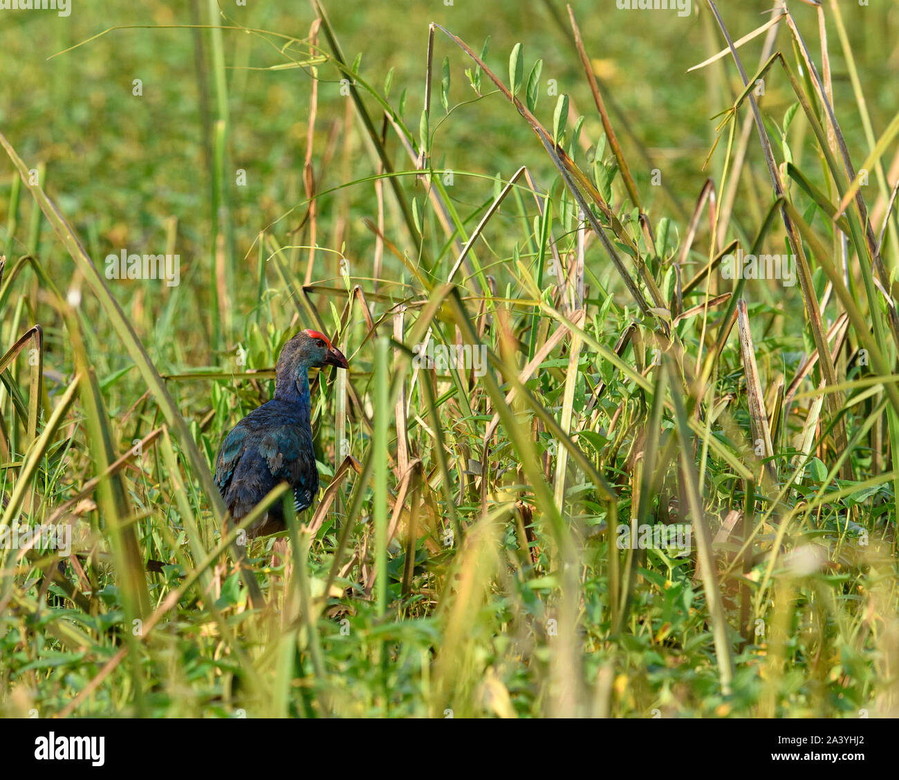 Natural habitat of Water birds or aquatic birds are species of birds ...
