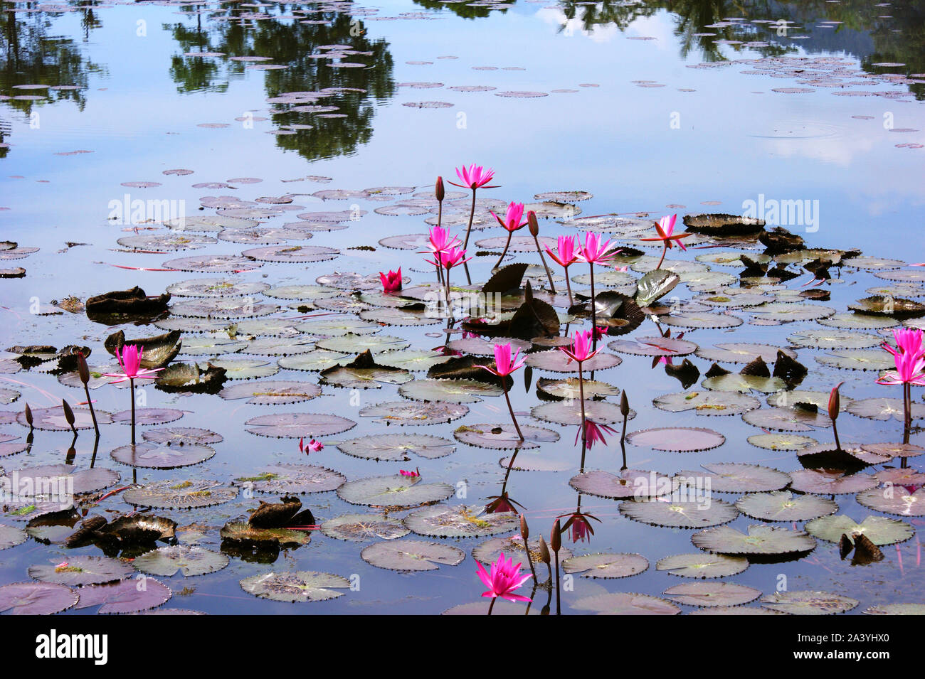 Lotus Flower at Leles Garut, West Java, Indonesia Stock Photo - Alamy