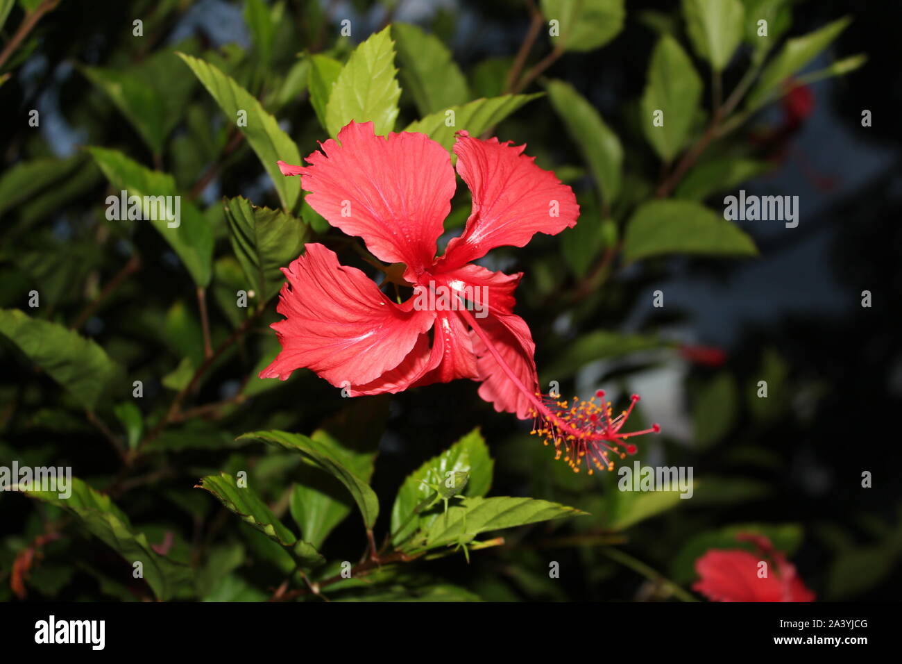 Cayenne flower hi-res stock photography and images - Alamy
