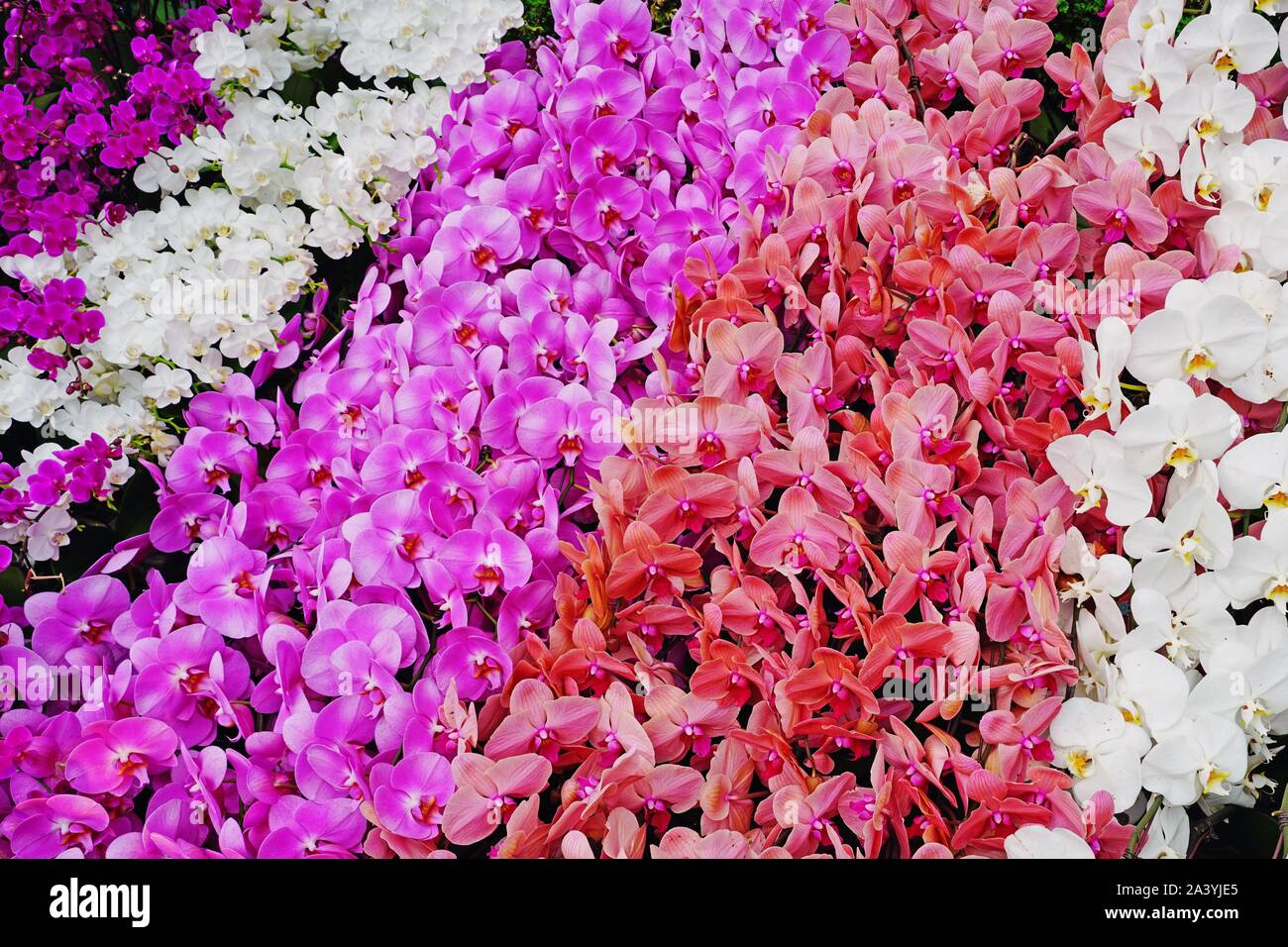 Mixed colorful orchid flowers background Stock Photo - Alamy