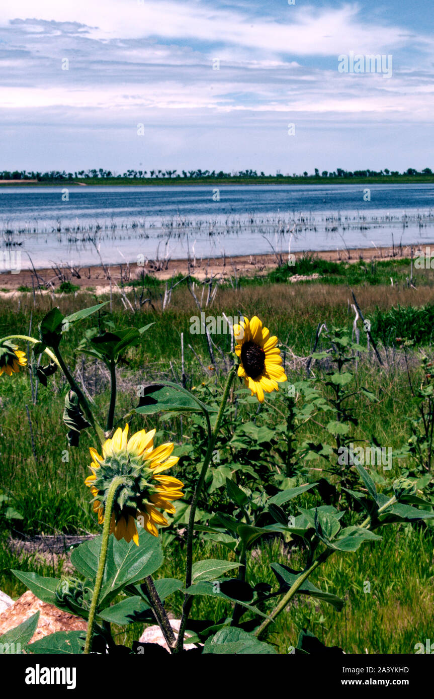 Sun shining off the face of wild sunflowers in central Colorado, USA ...