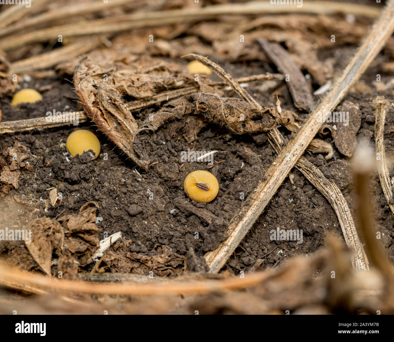 Closeup of mature soybean seed laying among golden brown plant stems ...