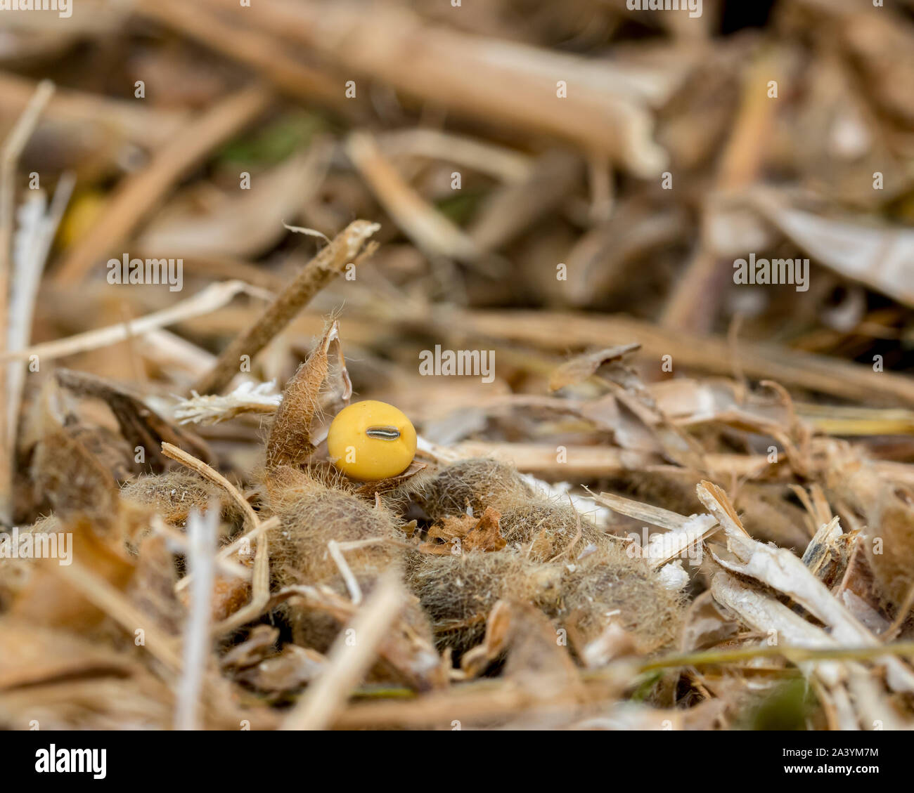 Soybean seeds pod hi-res stock photography and images - Alamy