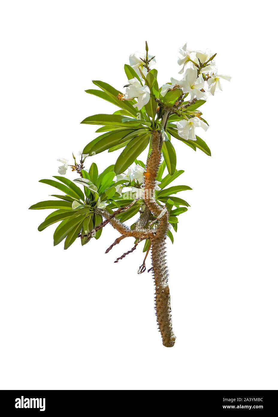 Beautiful tree white flowers isolated on white background Stock Photo ...