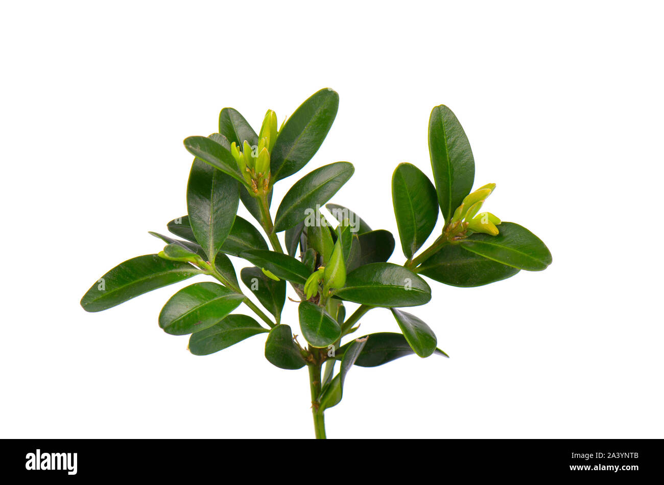 Boxwood branch isolated on a white background Stock Photo - Alamy