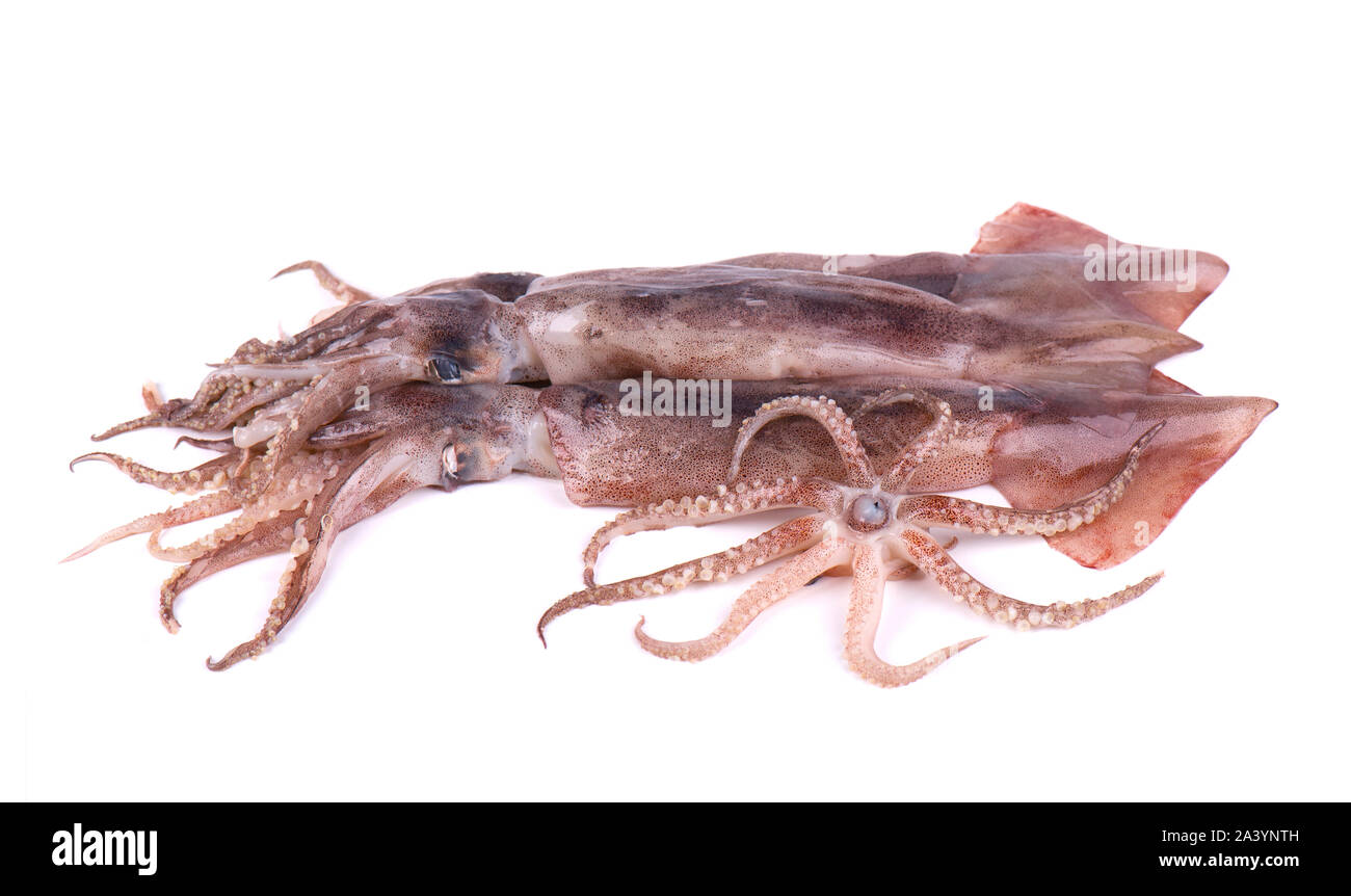Fresh squid isolated on white background. Two squid Stock Photo - Alamy