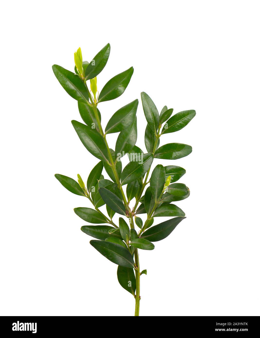 Boxwood Wood High Resolution Stock Photography and Images - Alamy