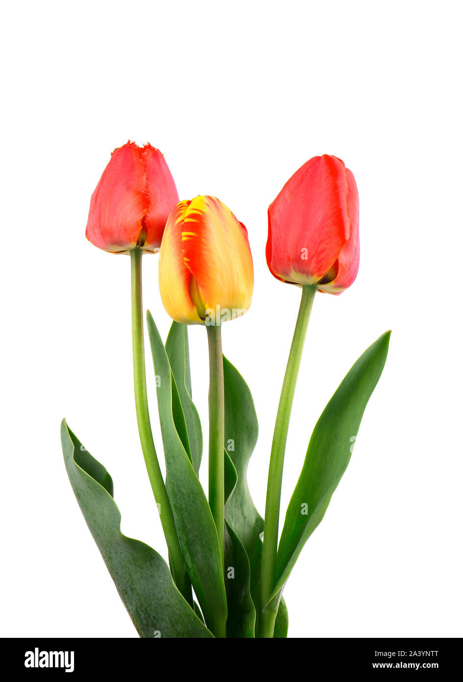 Three red tulips isolated on white background Stock Photo - Alamy