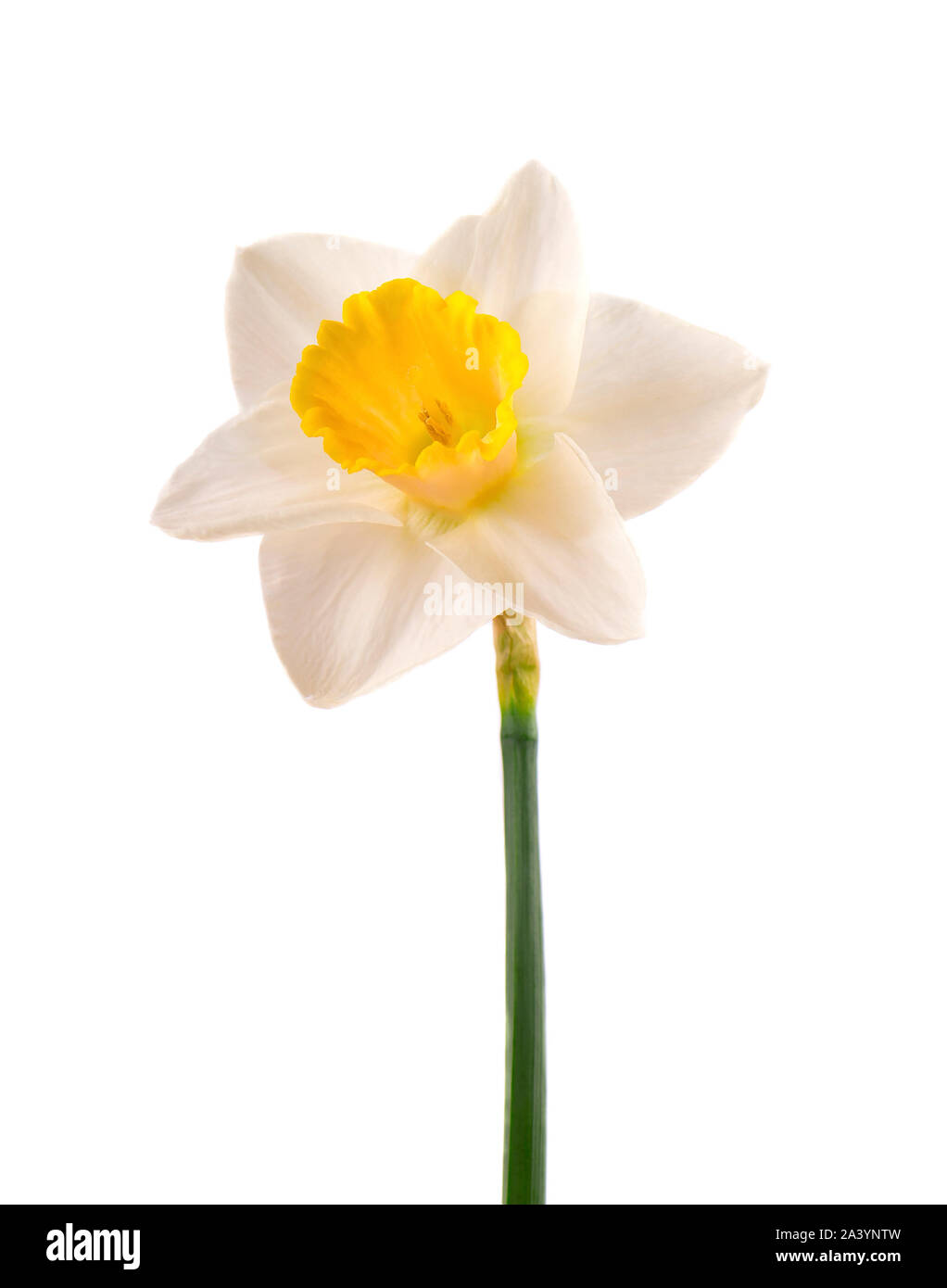 One yellow daffodil isolated on white background. Colored daffodil ...