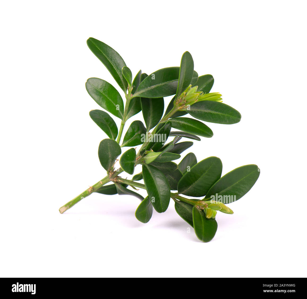 Boxwood bush close up background hi-res stock photography and images ...