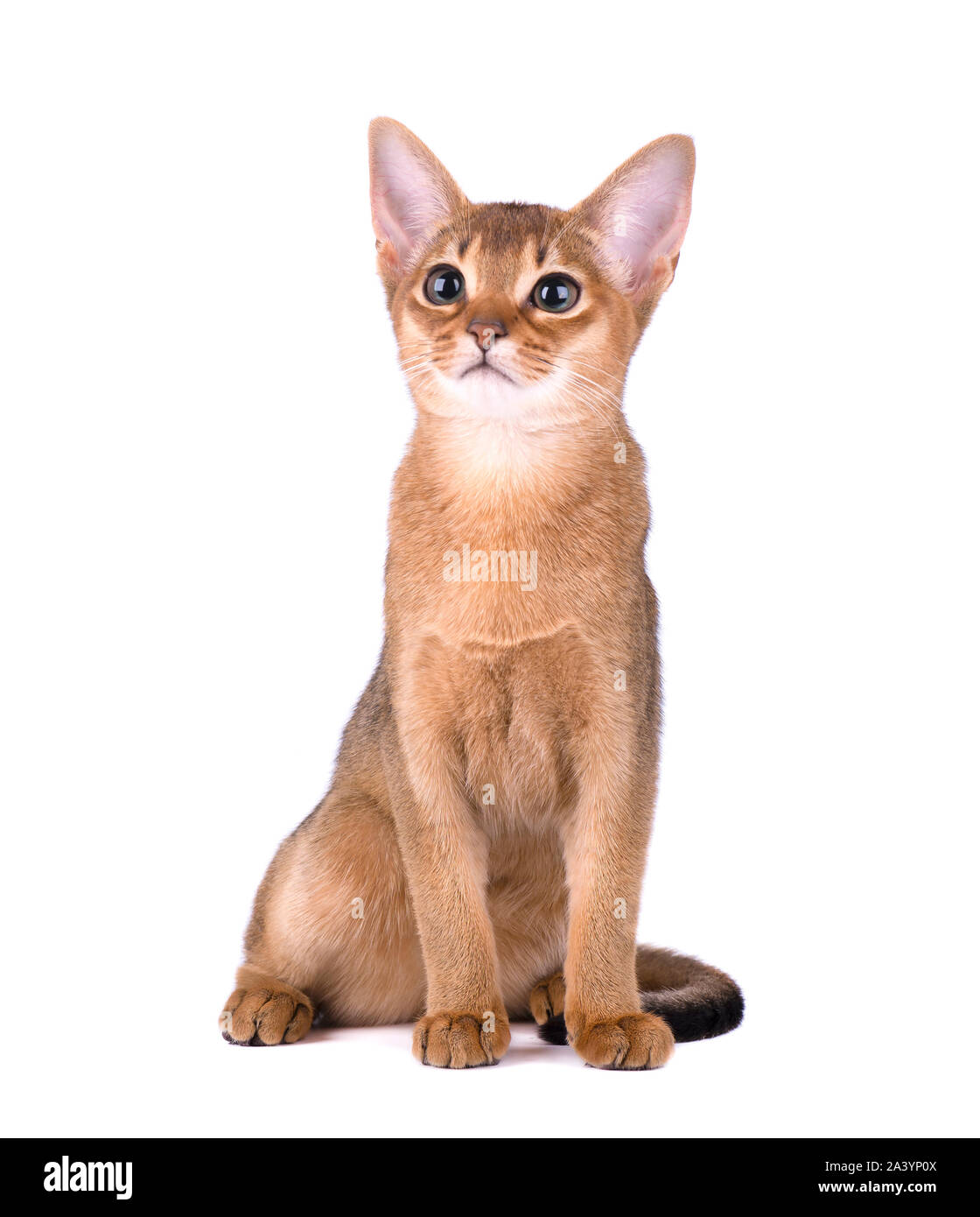 Purebred abyssinian cat isolated on white background. Cute playful ...