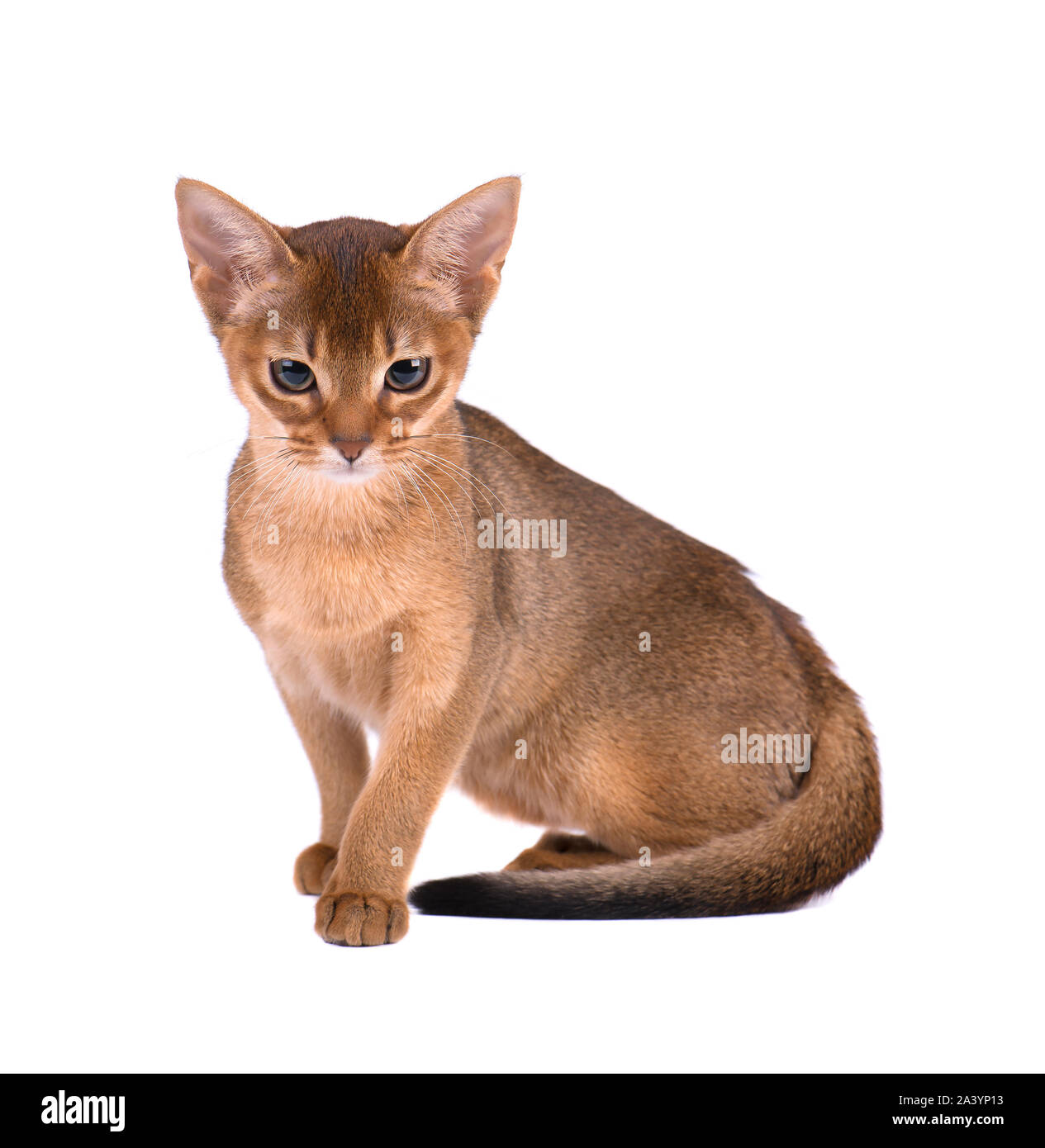 Purebred abyssinian cat isolated on white background. Cute playful ...