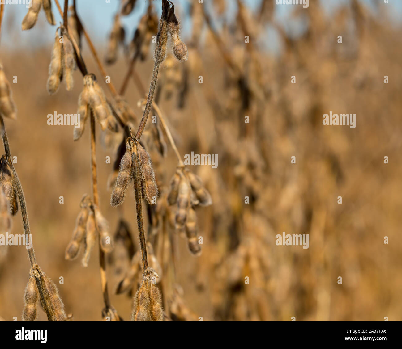 Bean seed on soil hi-res stock photography and images - Alamy