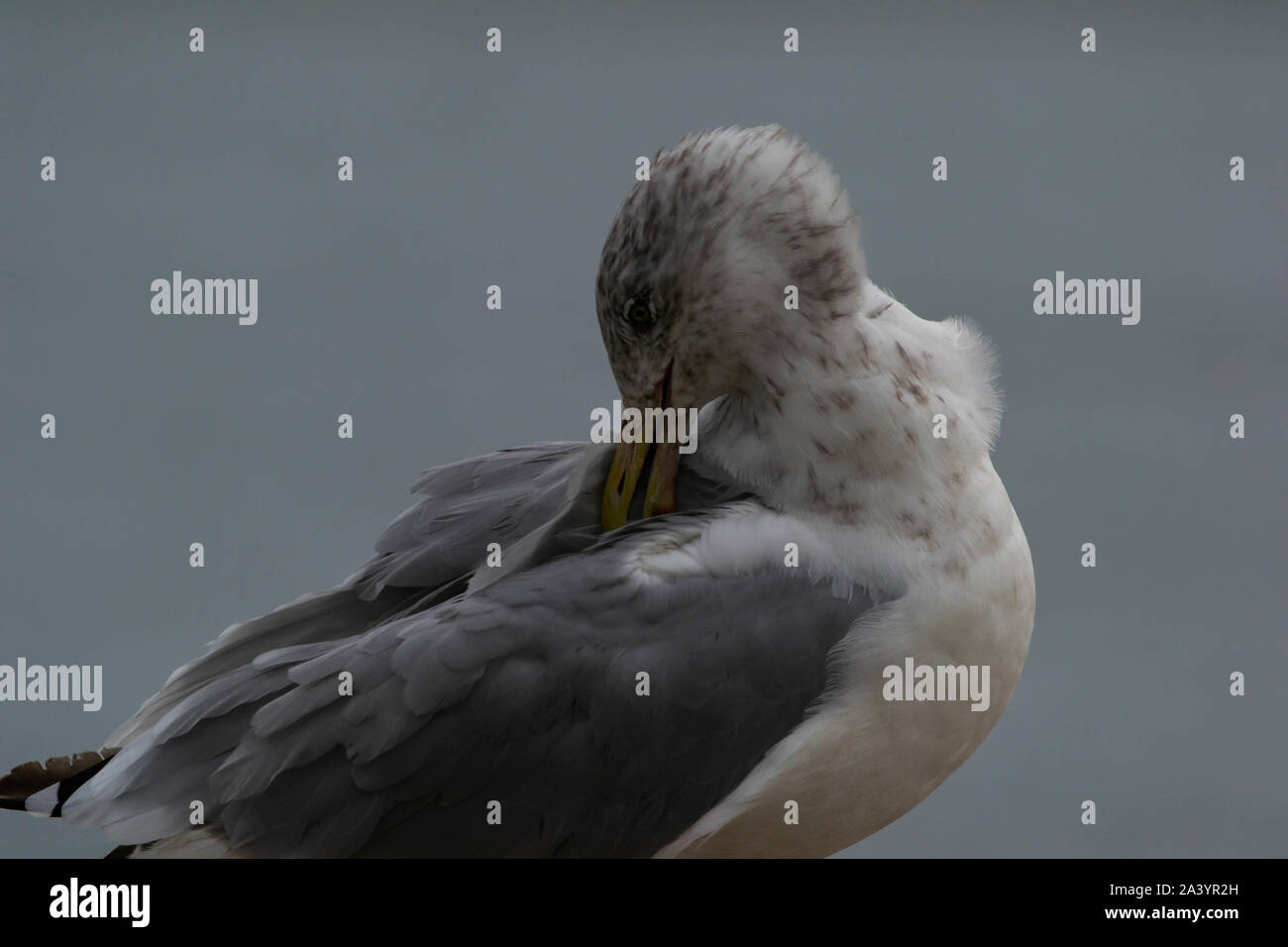 a closeup of a seagull perched on a rock Stock Photo - Alamy
