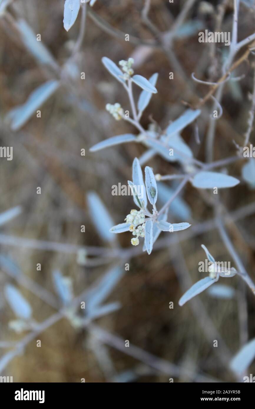 Beautiful Southern Mojave Desert native plant in Joshua Tree National ...