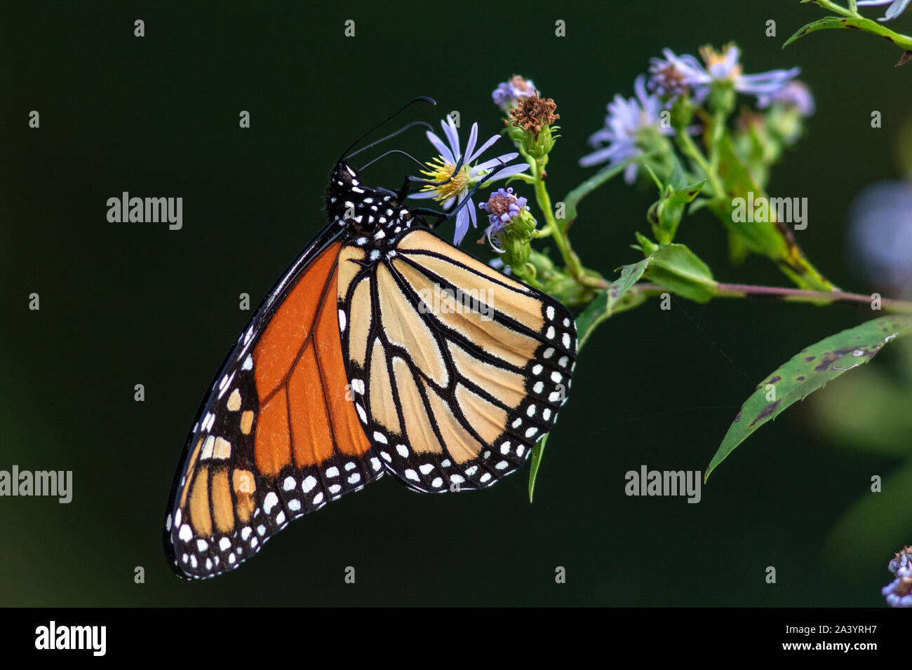 Monarch butterfly (Danaus plexippus) - Brevard, North Carolina, USA ...