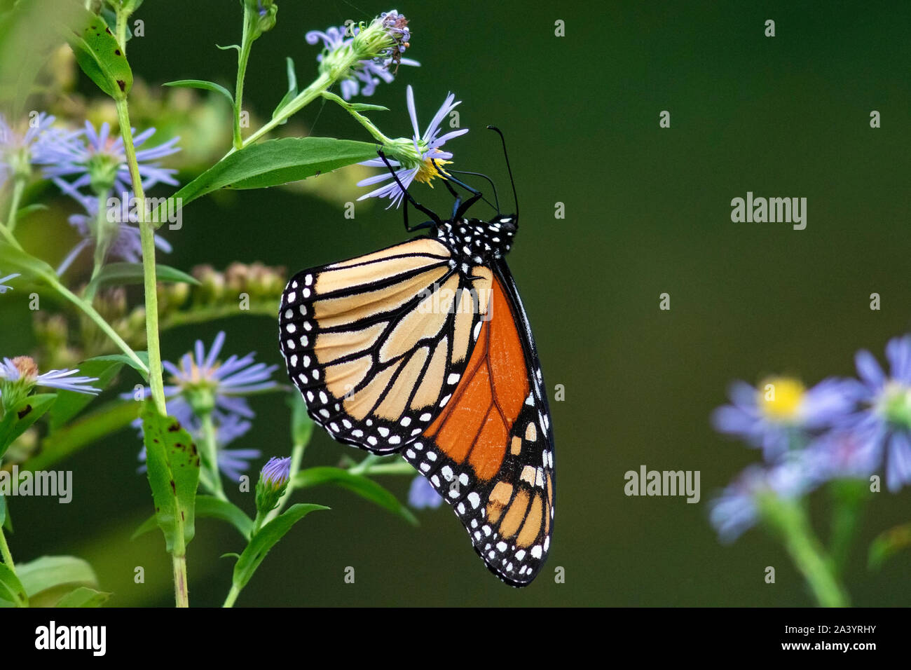 Monarch butterfly (Danaus plexippus) - Brevard, North Carolina, USA ...