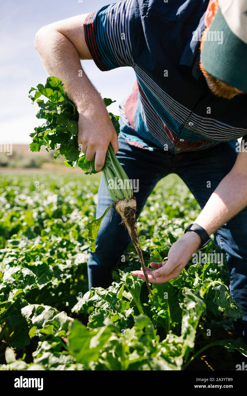 Man bending down in field hi-res stock photography and images - Alamy
