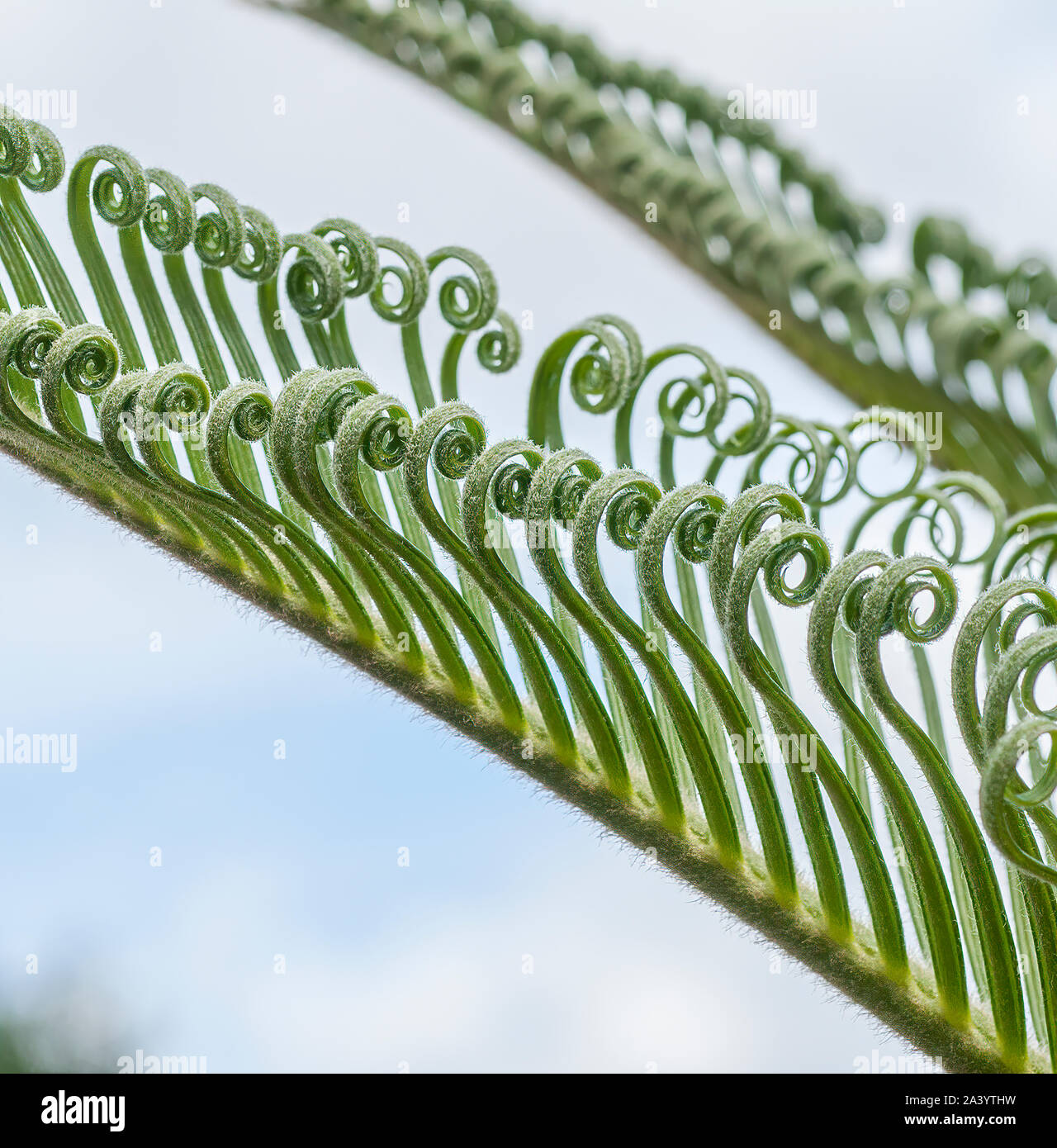Japanese sago palm hi-res stock photography and images - Alamy
