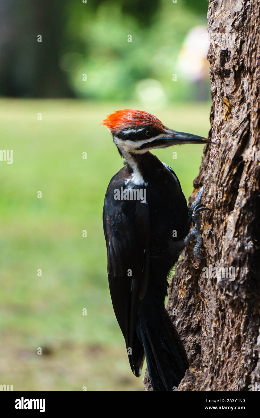 A Pileated Woodpecker Dryocopus Pileatus On A Tree Looking For Food